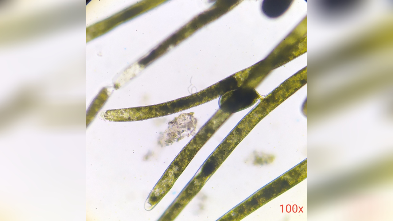 Derbesia sp. Hairy Green Algae