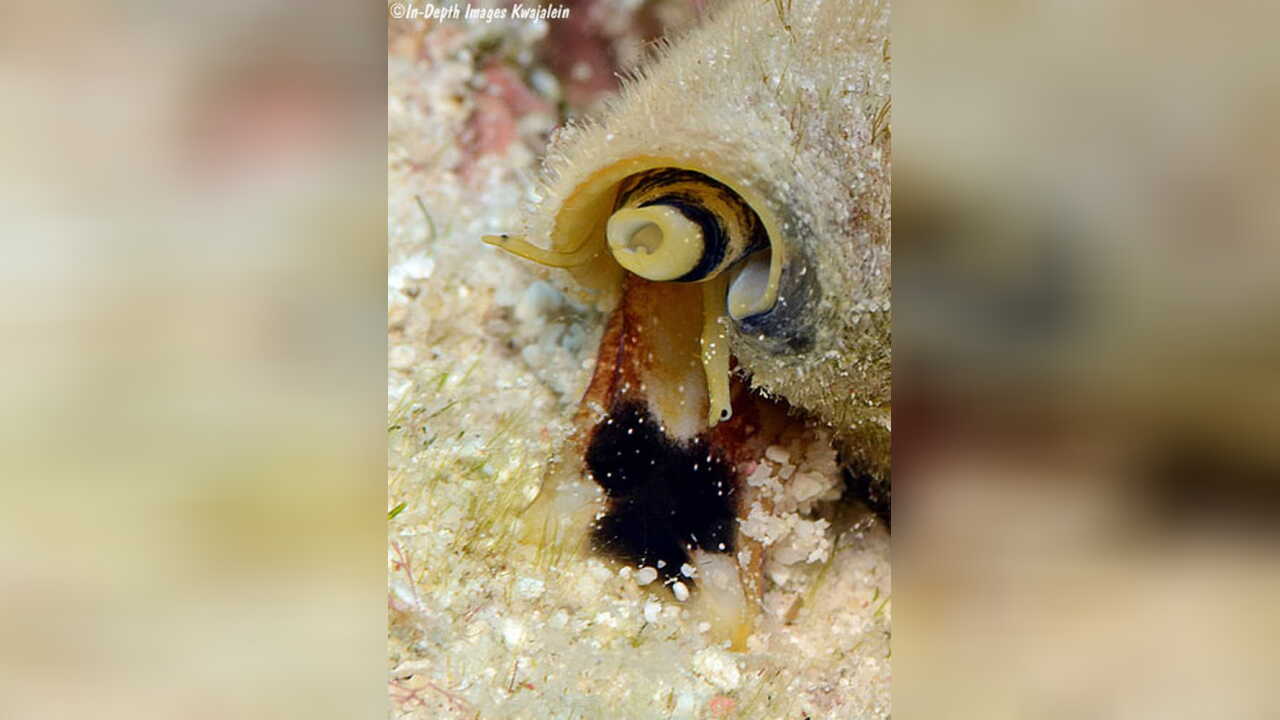 Conus flavidus Flavid Cone