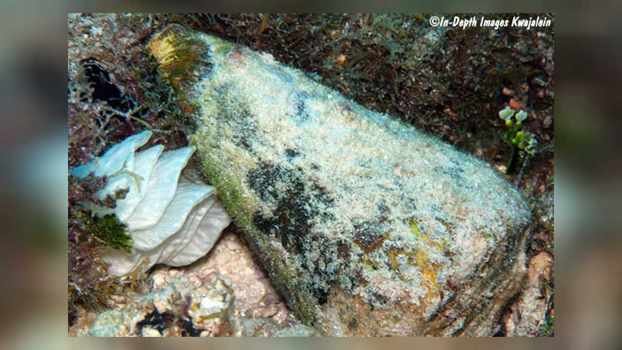 Conus litteratus lettered cone