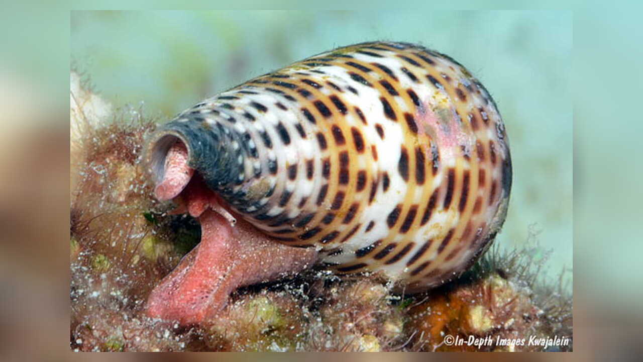 Conus litteratus lettered cone