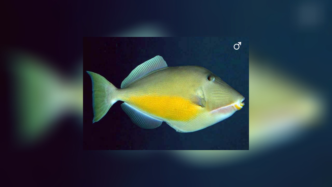 Sufflamen verres Orangeside Triggerfish, Orangeside Triggerfish