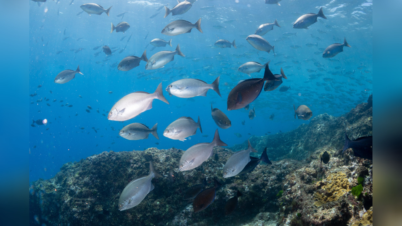 Kyphosus sectatrix Beaked Chub, Bermuda Chub, Bermuda Sea Chub, Grey ...