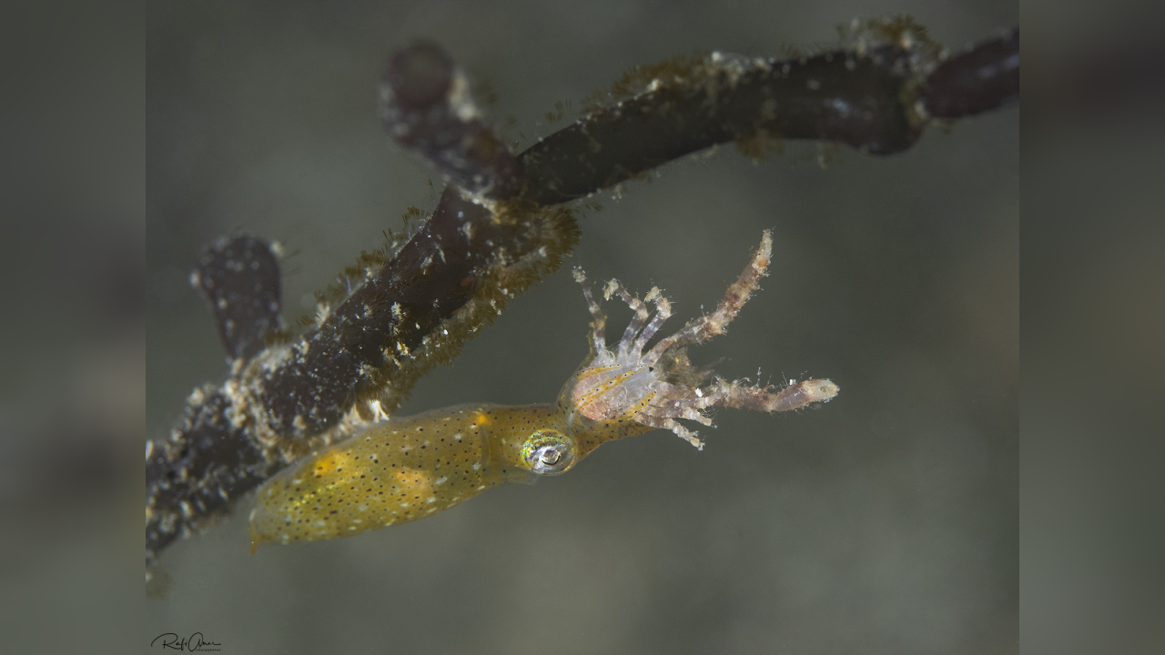 Idiosepius pygmaeus Two-tone Pygmy Squid, Bobtail Squid, Tropical Pygmy ...