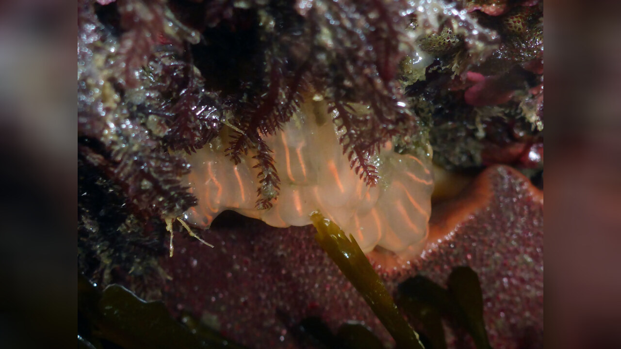 Clavelina huntsmani Light Bulb Tunicate