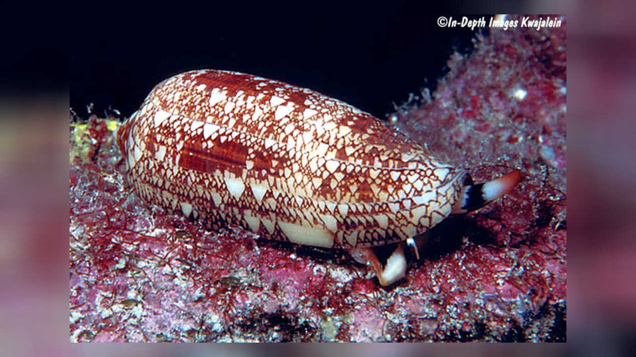 Conus aureus Aureus cone