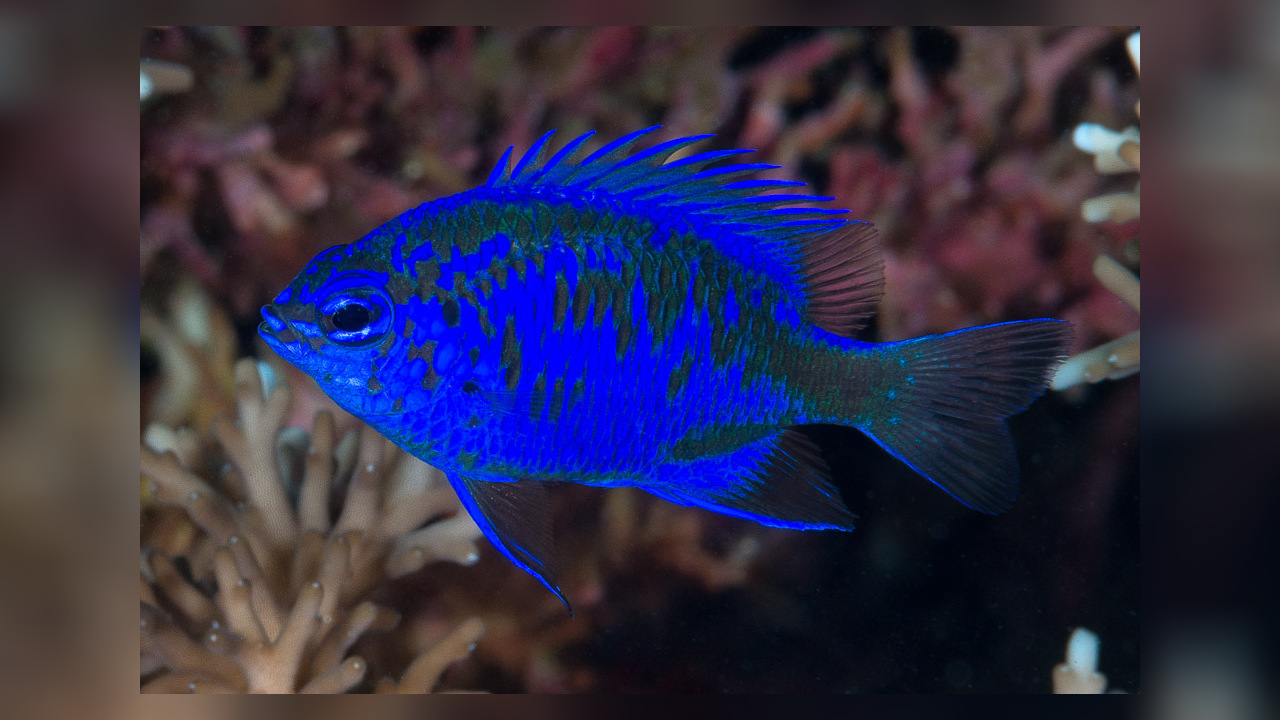 Chrysiptera springeri Springer's Demoiselle, Springer's Damsel