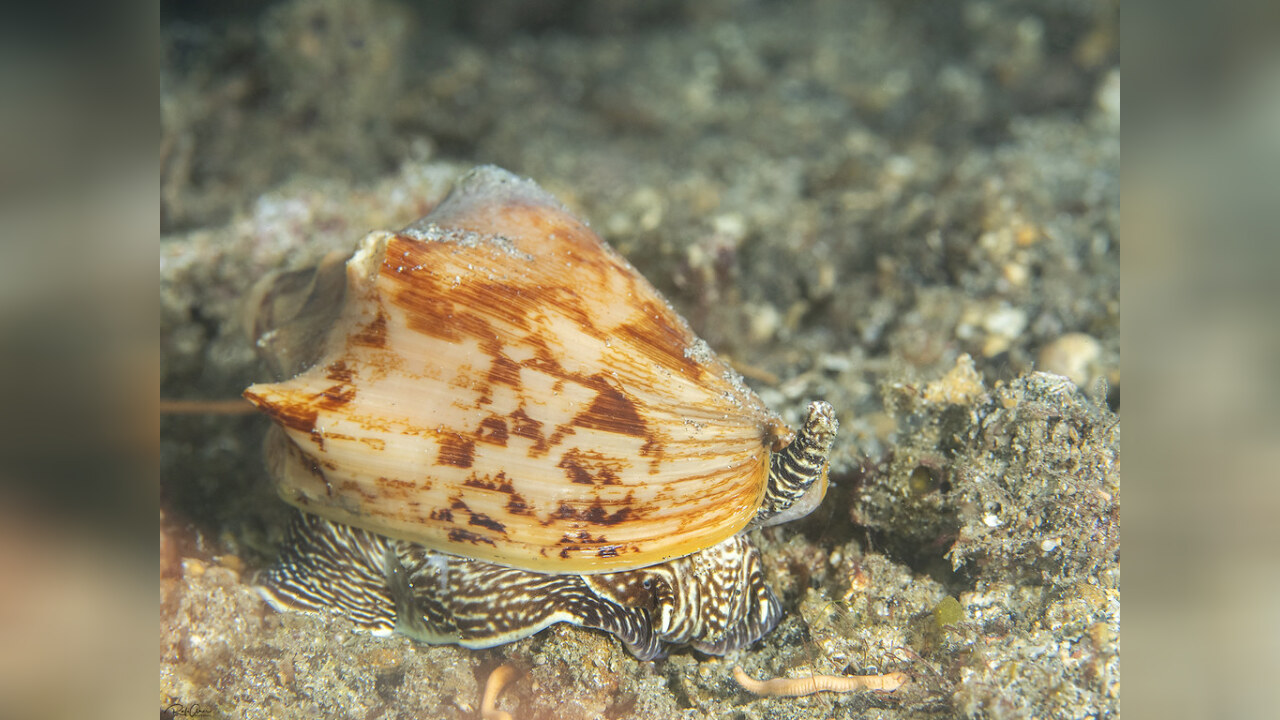 Cymbiola vespertilio Bat Volute
