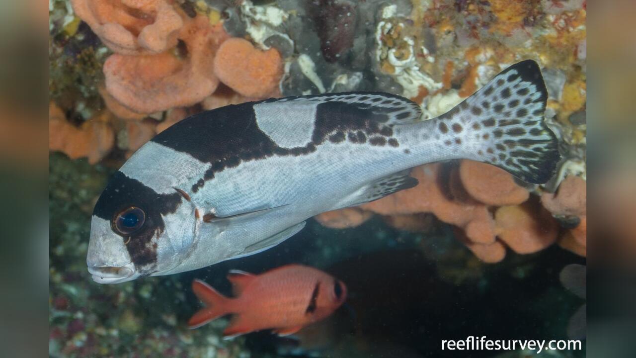 Plectorhinchus picus Painted Sweetlip, Blackspotted Sweetlip, Magpie ...