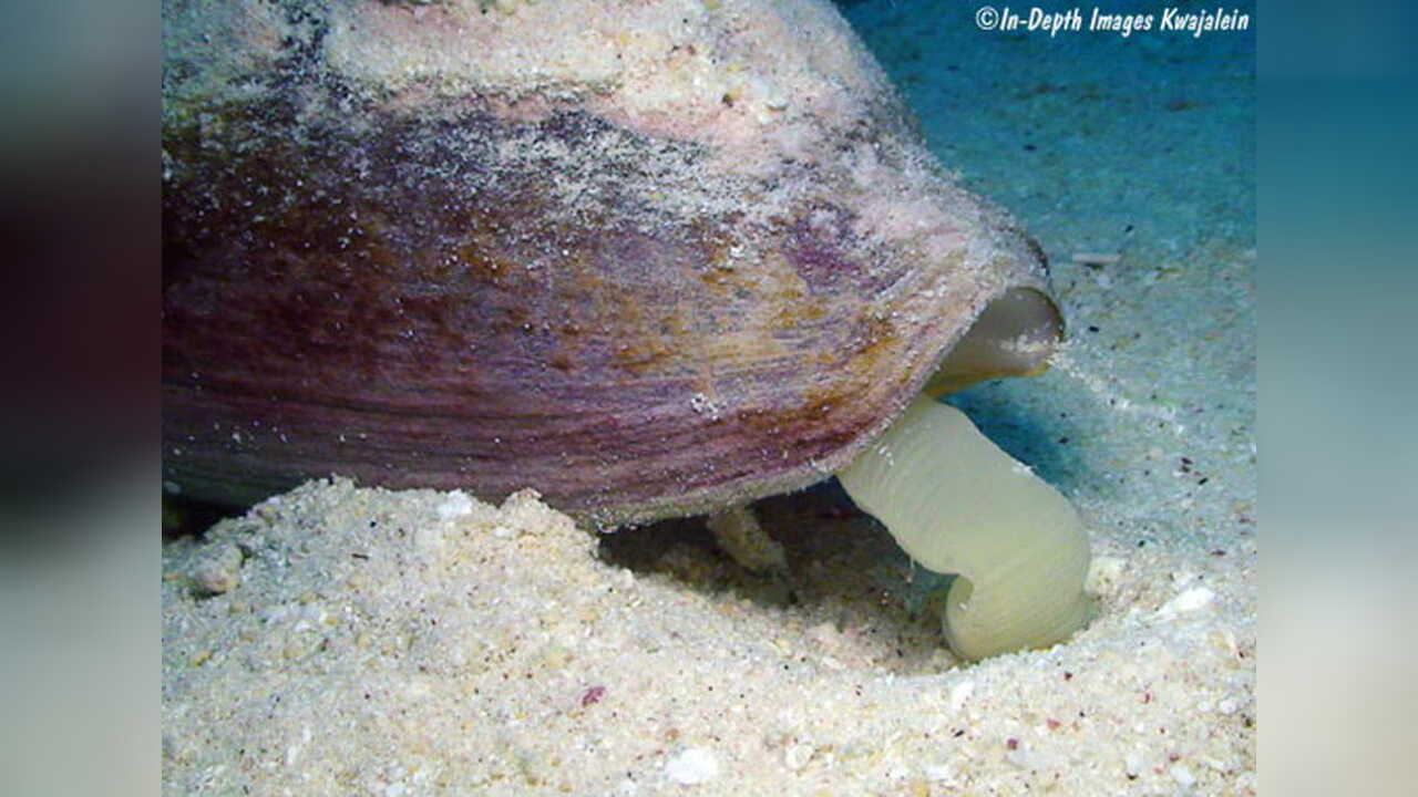 Conus leopardus Leopard cone