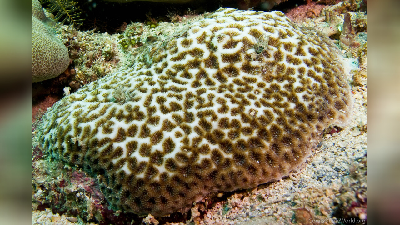 Leptastrea purpurea stony coral