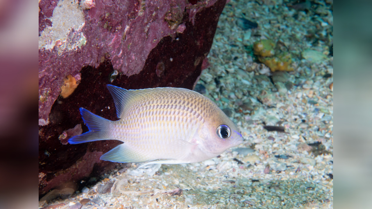 Mecaenichthys immaculatus Immaculate damsel, Green Puller