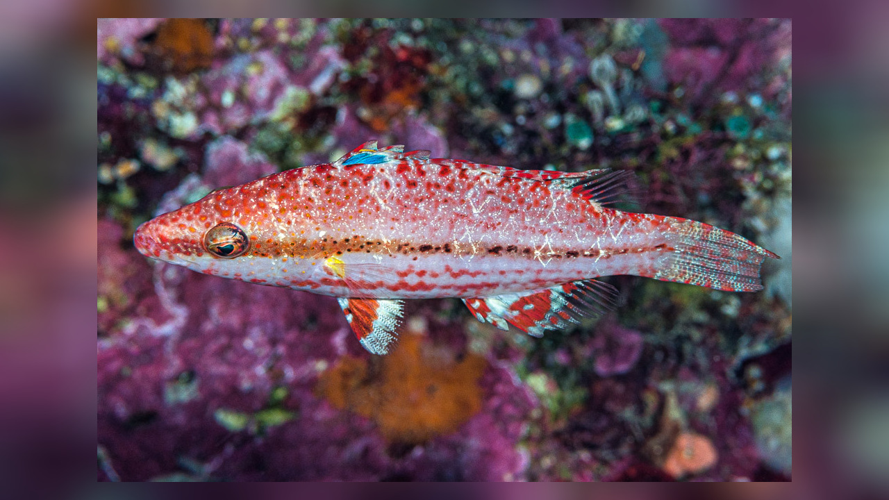 Oxycheilinus arenatus Speckled maori wrasse, Thin-line maori wrasse)