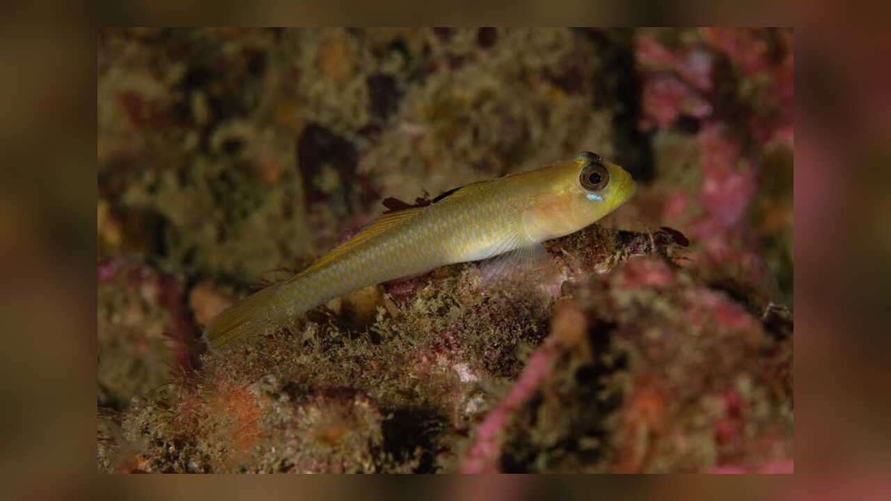 Rhinogobiops nicholsii