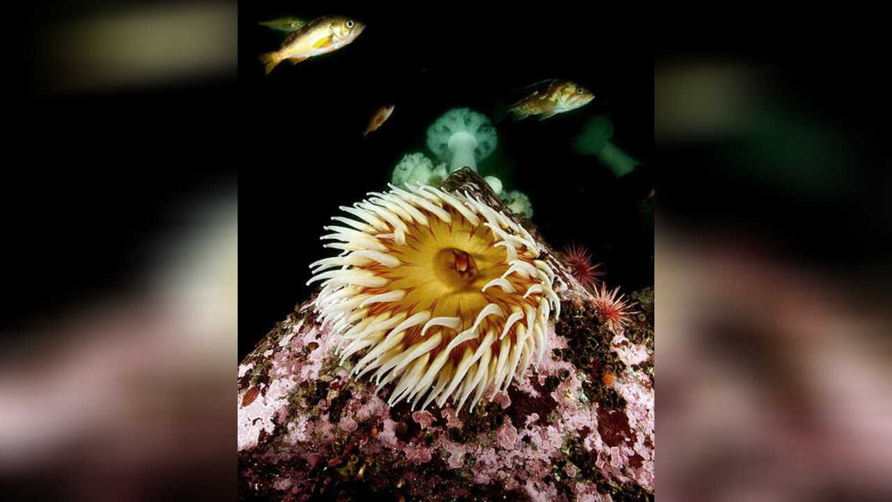 Urticina piscivora Velvety red anemone, Fish-eating Urticina, Fish ...