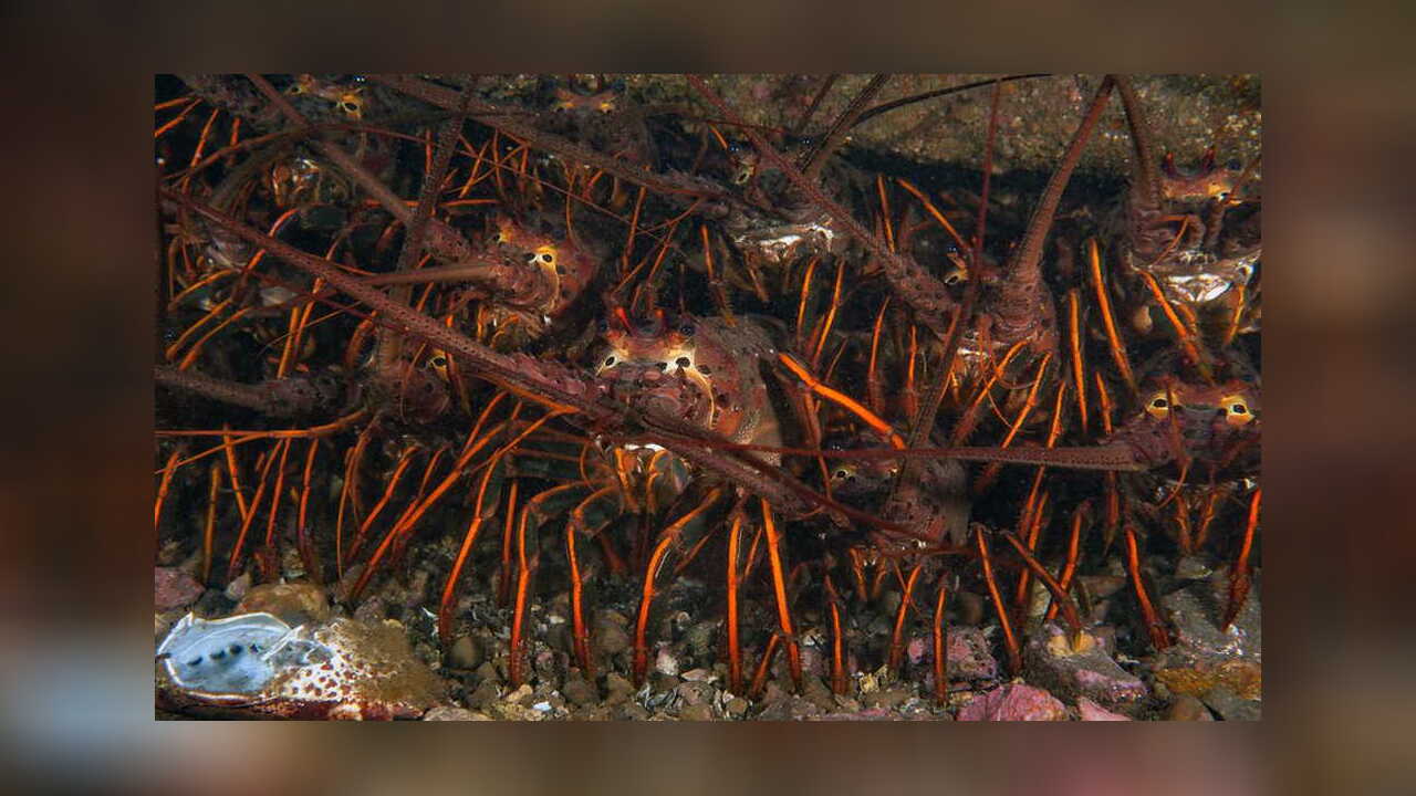 Panulirus interruptus Kalifornische Languste