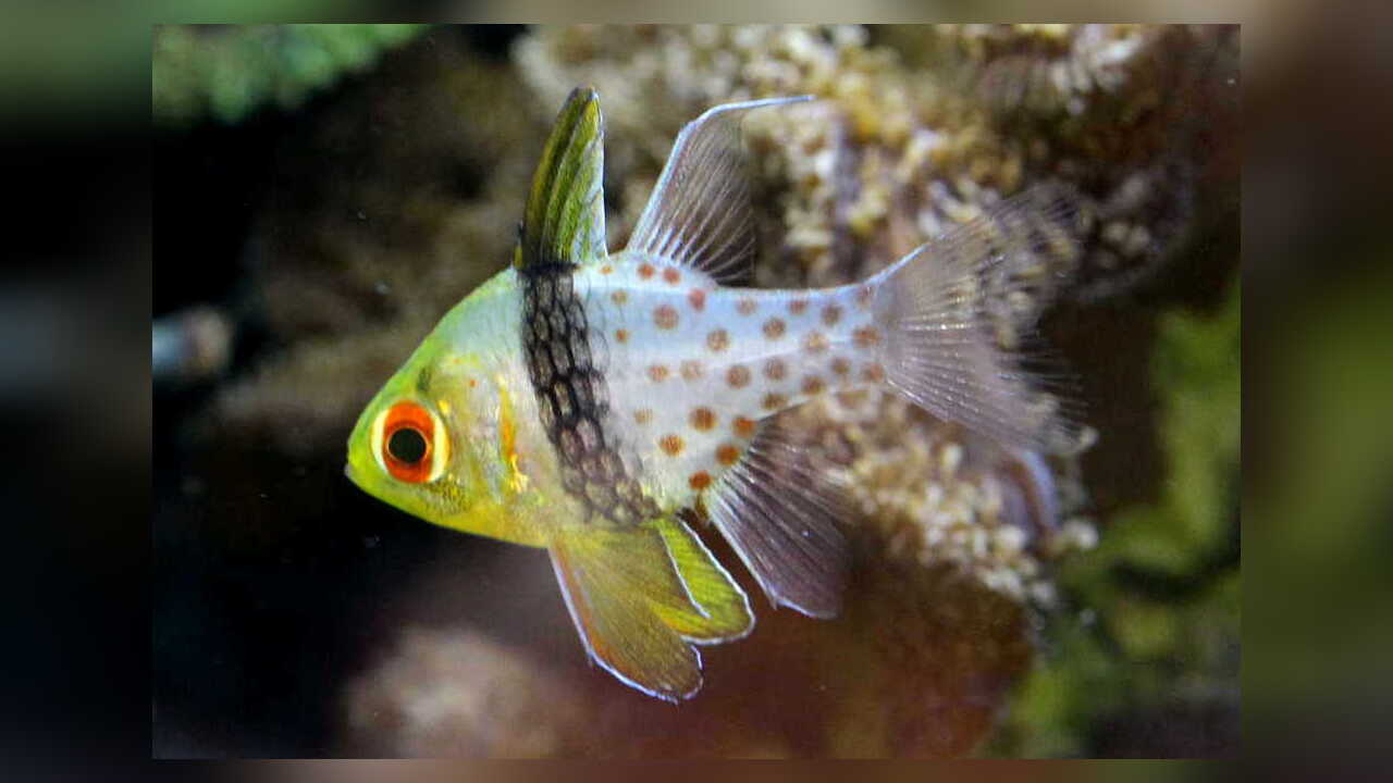Sphaeramia nematoptera Pajama Cardinalfish, Polka-dot Cardinalfish ...