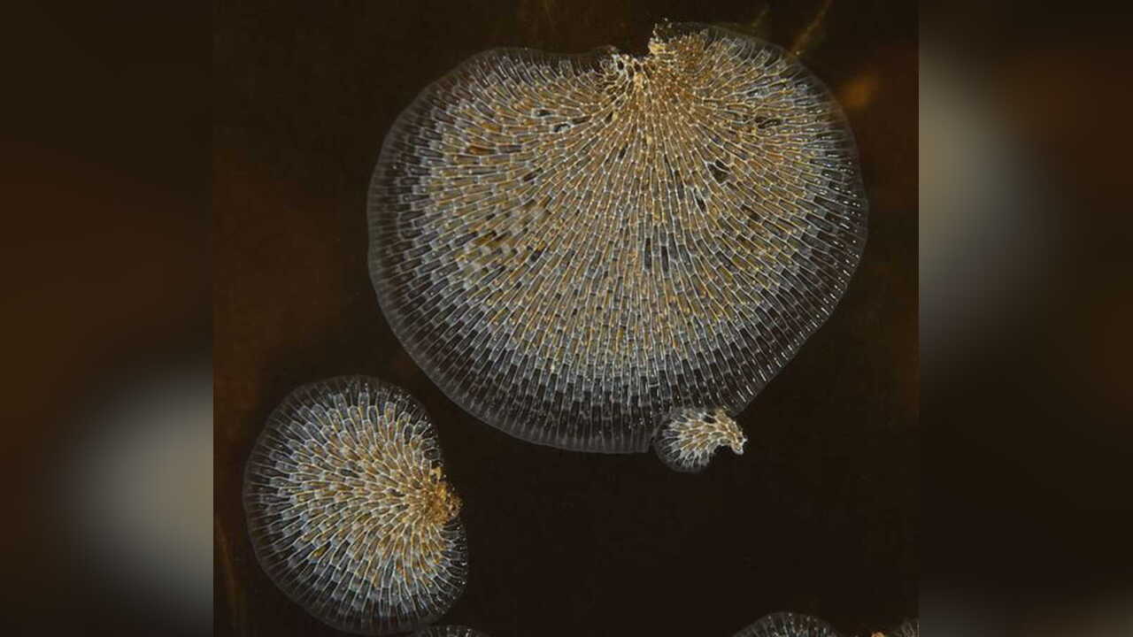 Membranipora membranacea sea mat, lacy crust bryozoan