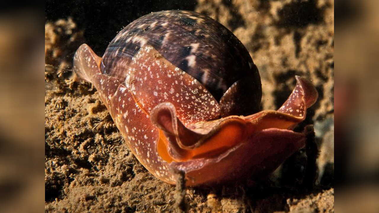 Bulla gouldiana California Bubble, Gould's Bubble snail