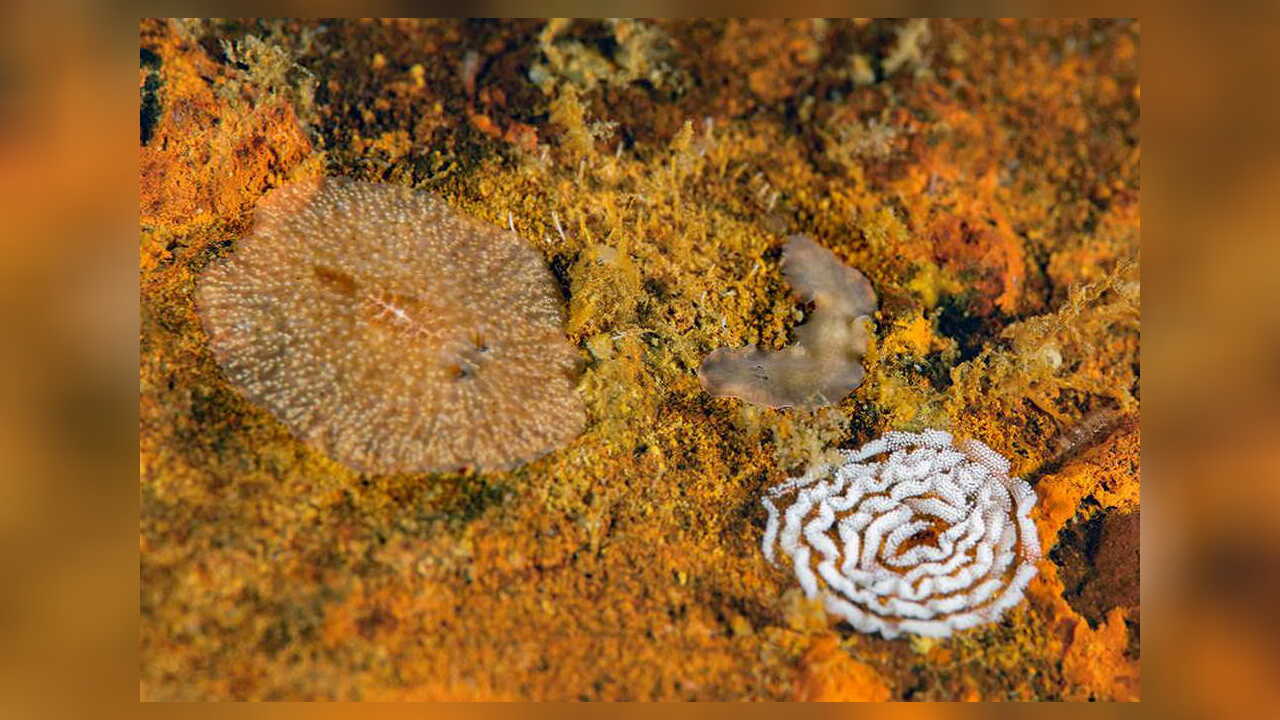 Anteaeolidiella oliviae Fadenschnecke