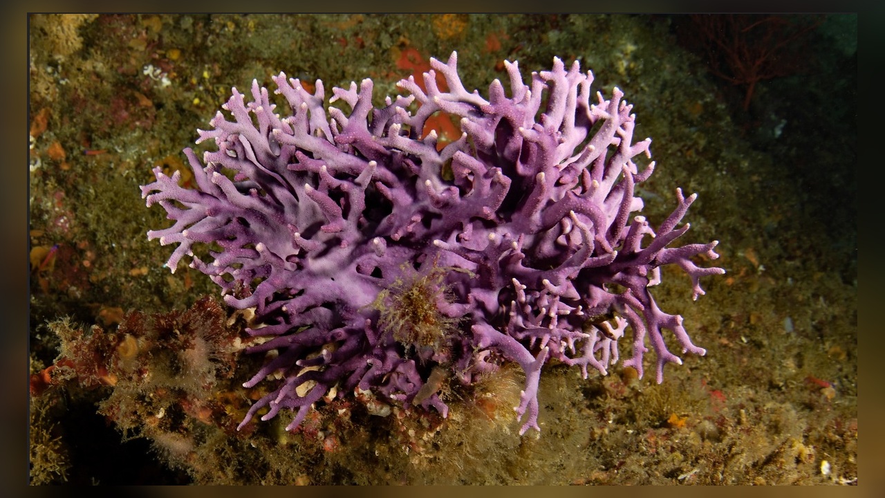 Stylaster californicus California hydrocoral