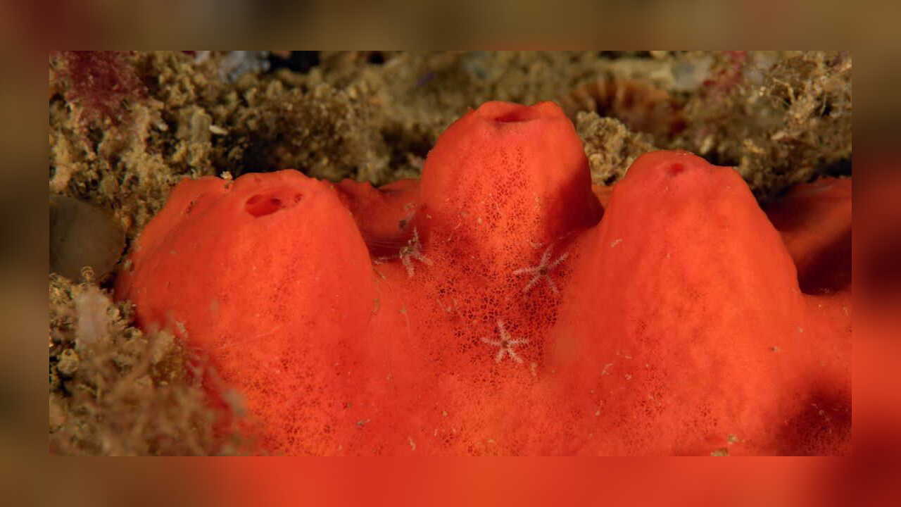 Acarnus erithacus Roter Vulkanschwamm