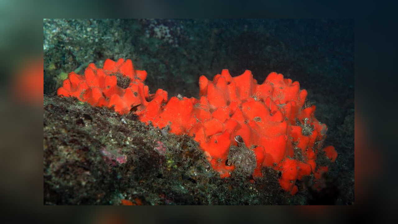 Acarnus erithacus Red Volcano Sponge, red volcano horny sponge