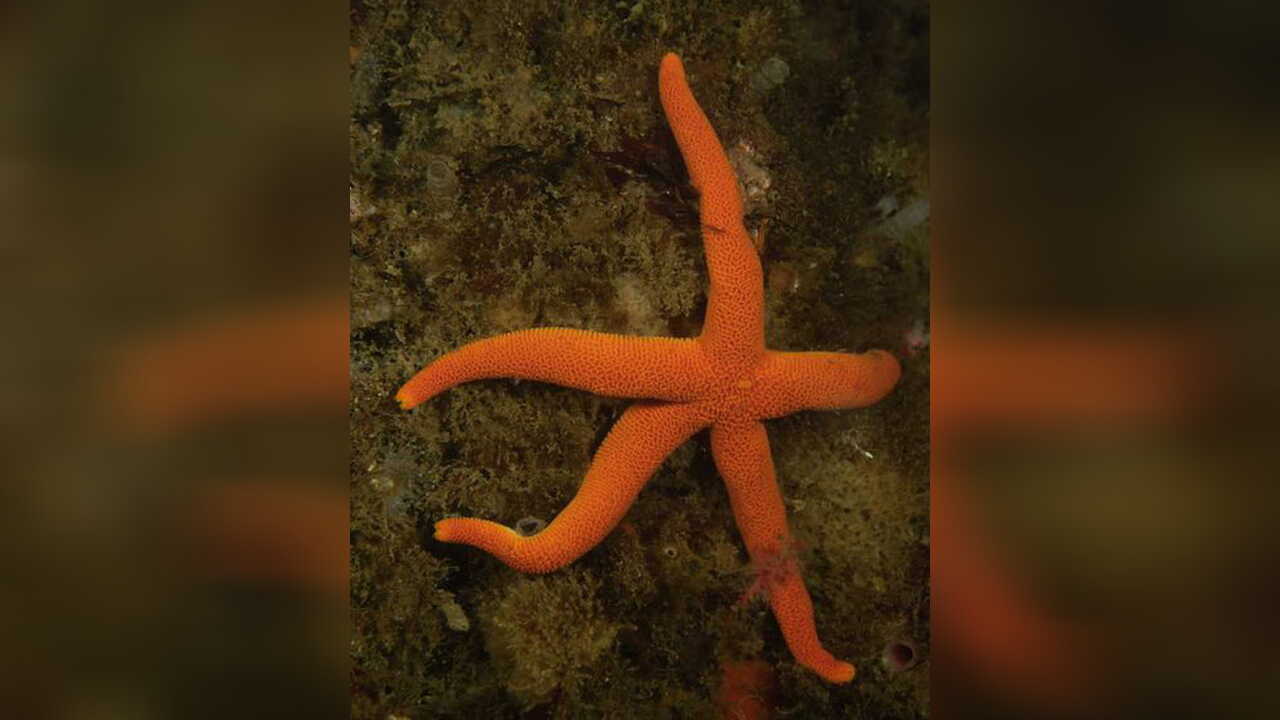 Henricia leviuscula Pacific blood star