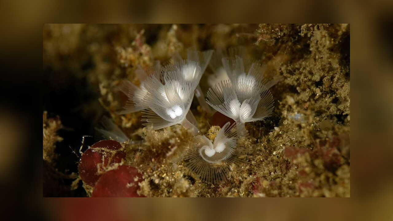 Phoronis ijimai Horseshoe Worm, Vancouver Phoronid