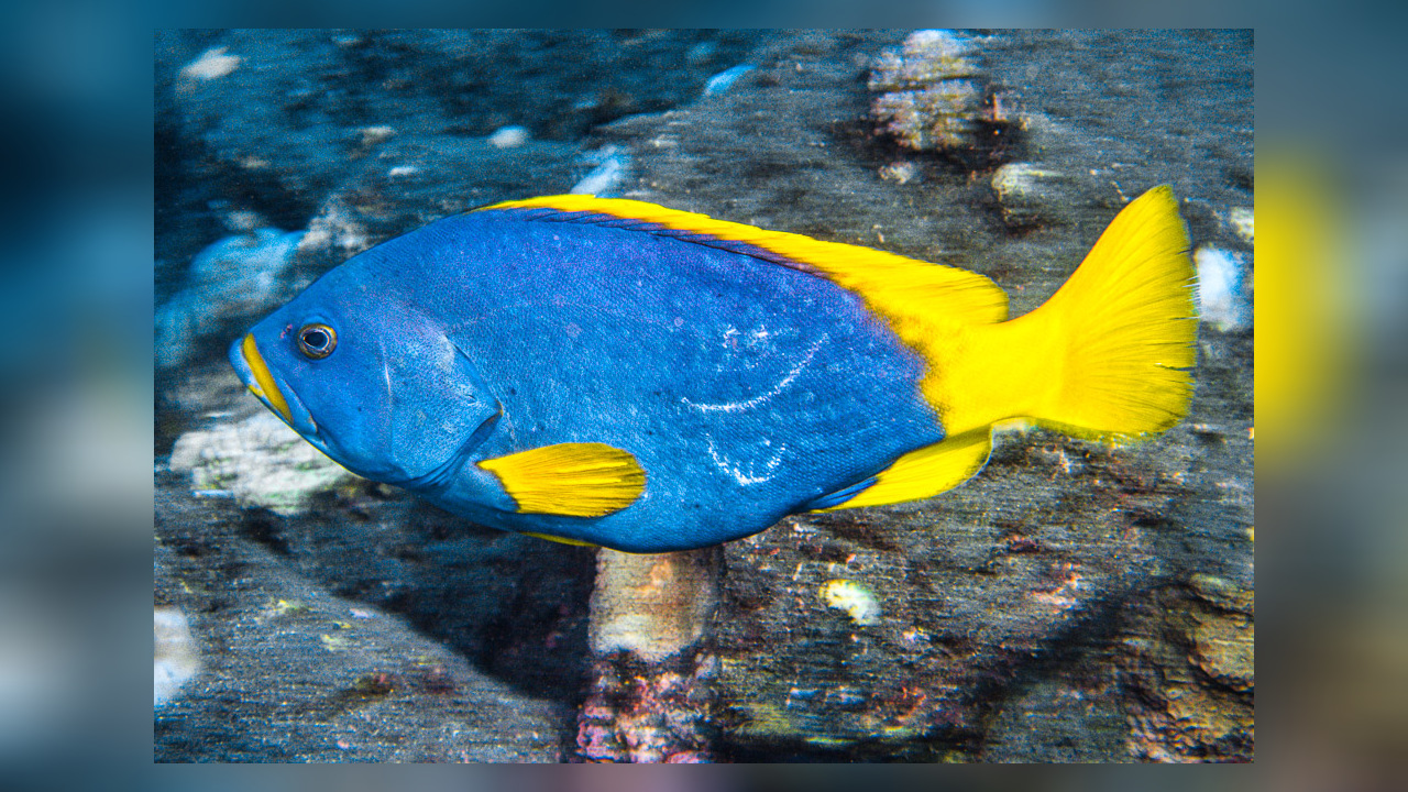 Epinephelus flavocaeruleus Blue and yellow grouper