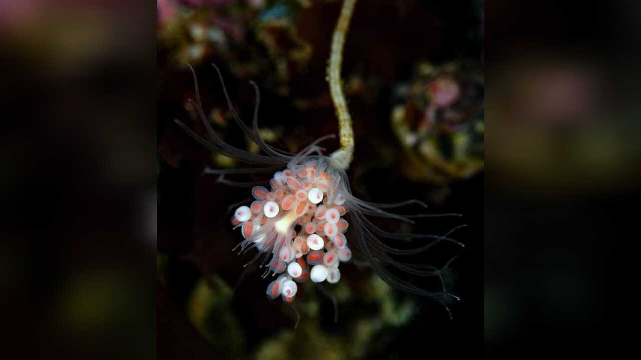 Ectopleura crocea Pink Mouth Hydroid, Pinkmouth Tubularian
