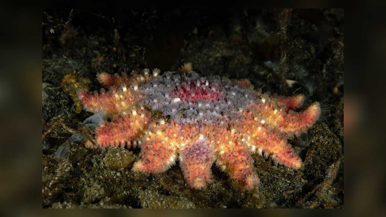 Crossaster papposus Common Sunstar, Puget Sound king crab