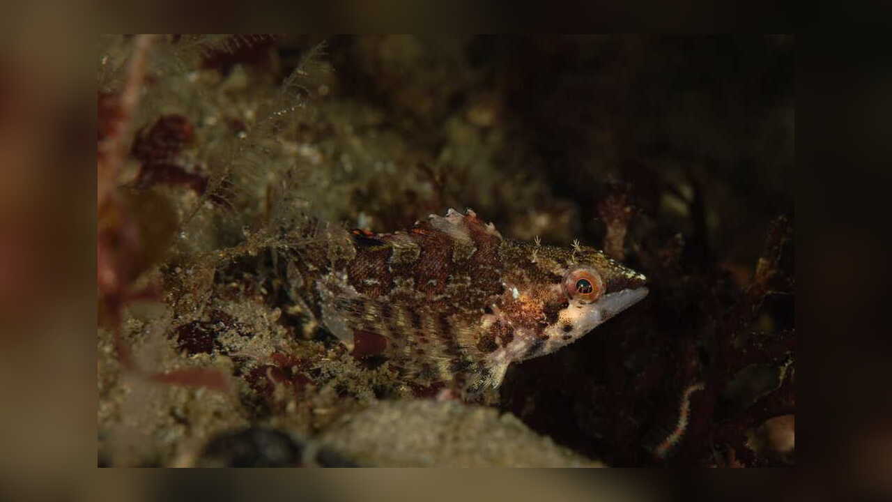 Oxylebius pictus Painted greenling