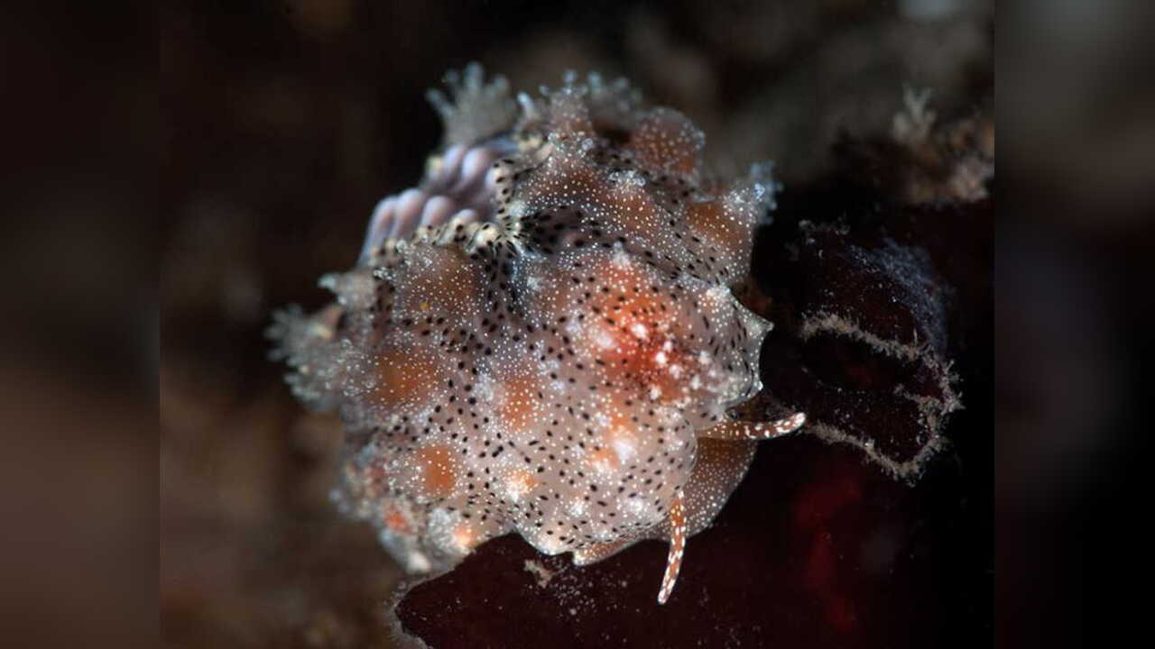 Pusula solandri Solander's Trivia; Sea Button