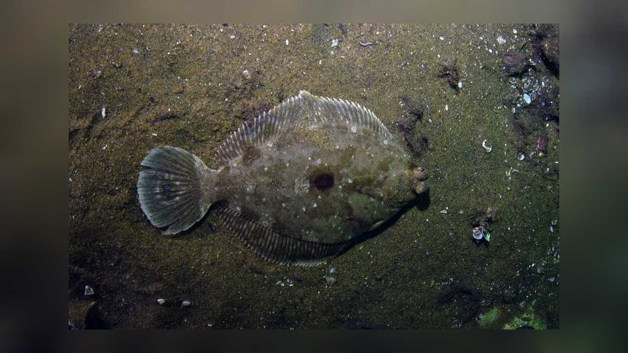 Pleuronichthys coenosus Scholle oder Rechtsaugen-Flunder