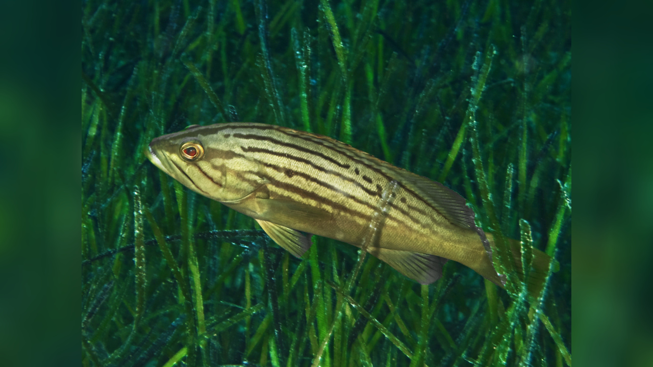 Epinephelus costae Goldblotch grouper