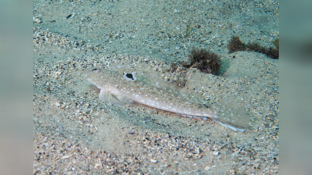 Repomucenus calcaratus Spotted Stinkfish, Sand Dragonet, Spotted Sand ...