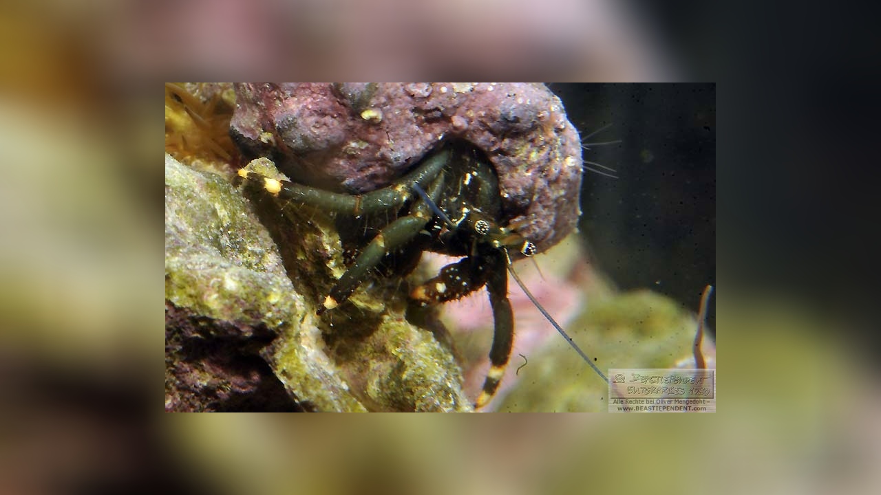 Clibanarius virescens Coastal hermit crab
