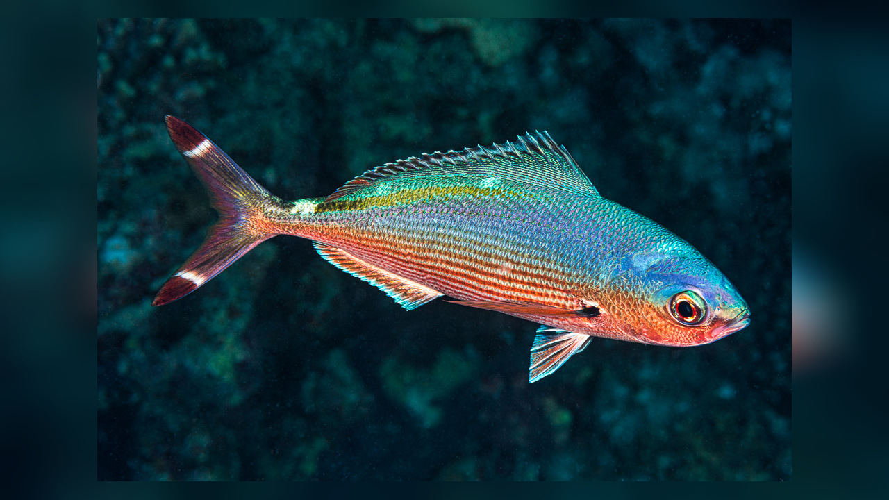 Caesio suevica Suez-Fusilier