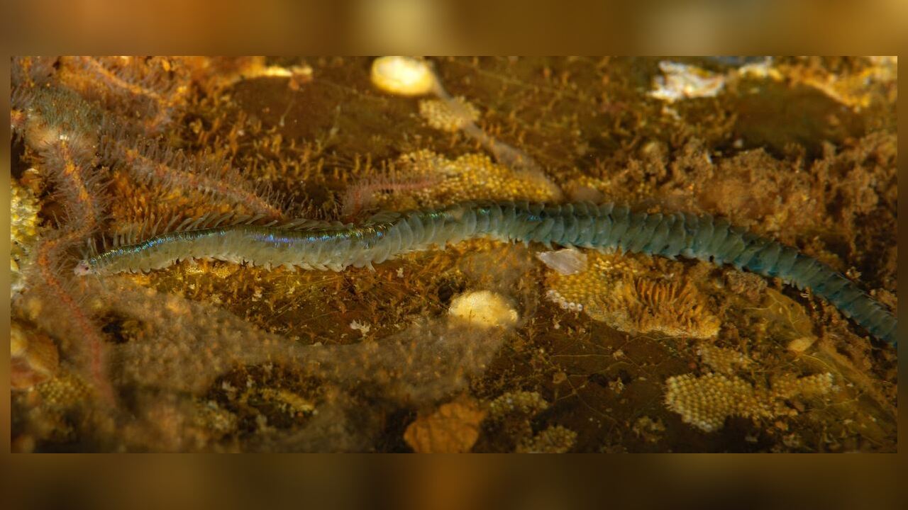 Phyllodoce medipapillata Paddle worm