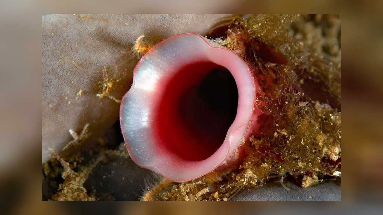 Pyura haustor Solitary ascidian