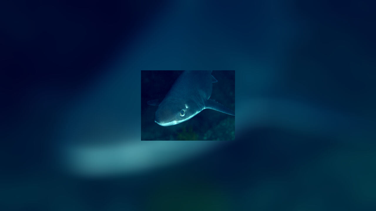 Squalus mitsukurii Shortspine spurdog, Greeneye Dogfish, Grey Spiny ...