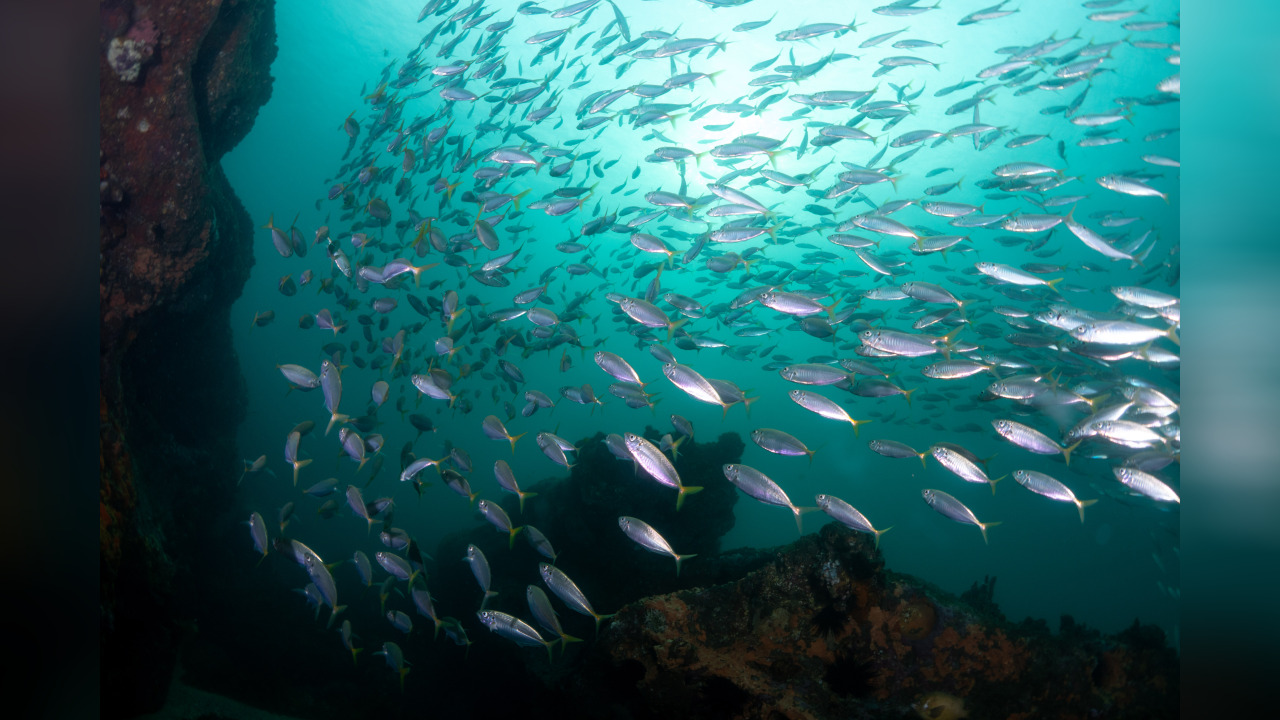 Atule mate Yellowtail scad