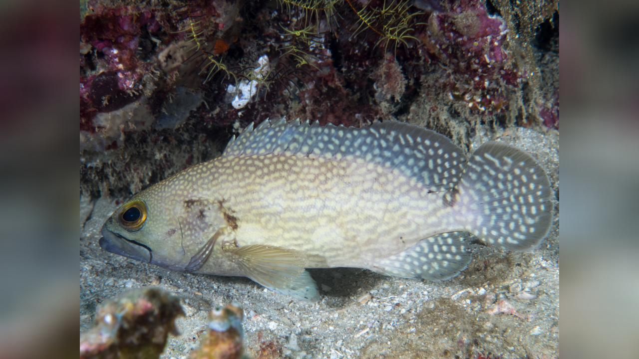 Epinephelus ongus