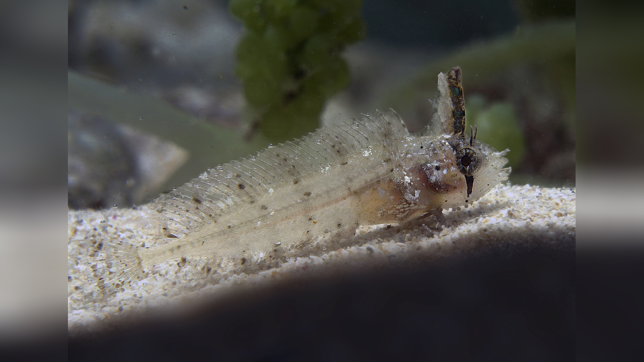 Cristiceps australis Crested Weedfish, Southern Crested Weedfish, Weed Fish