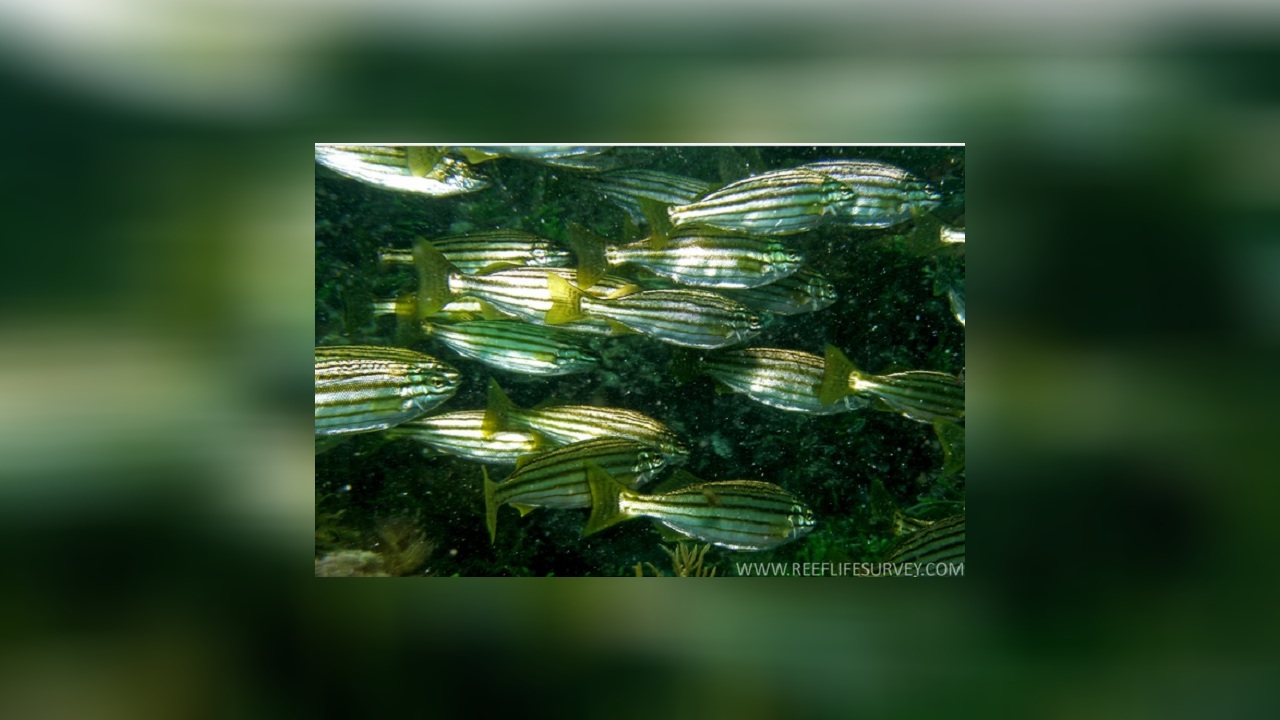 Pelates octolineatus Grunzbarsch