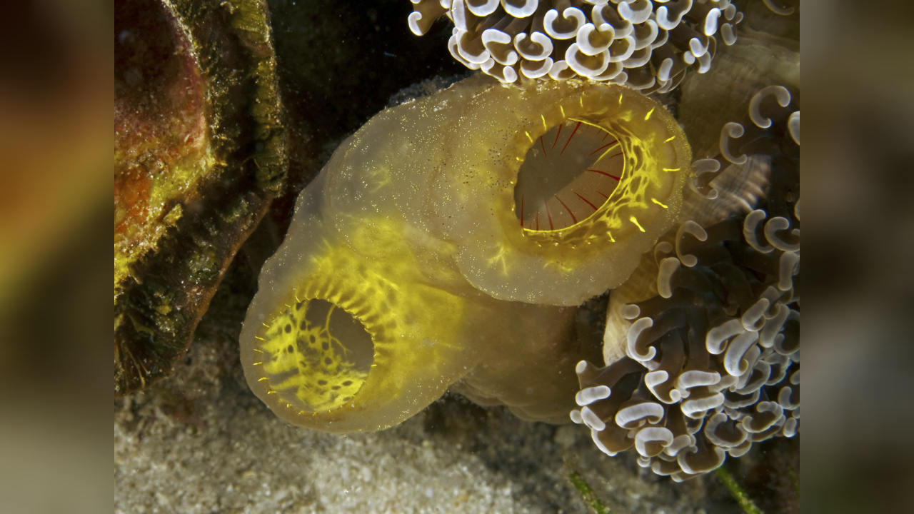 Ascidia sp. 02 Ascidia sp.