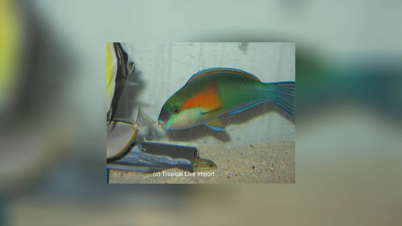 Chlorurus bowersi Bower´s Papageifisch