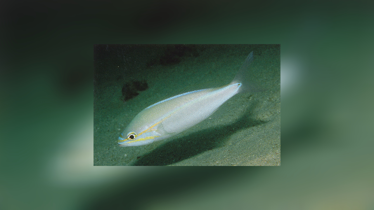 Pentapodus porosus Scheinschnapper