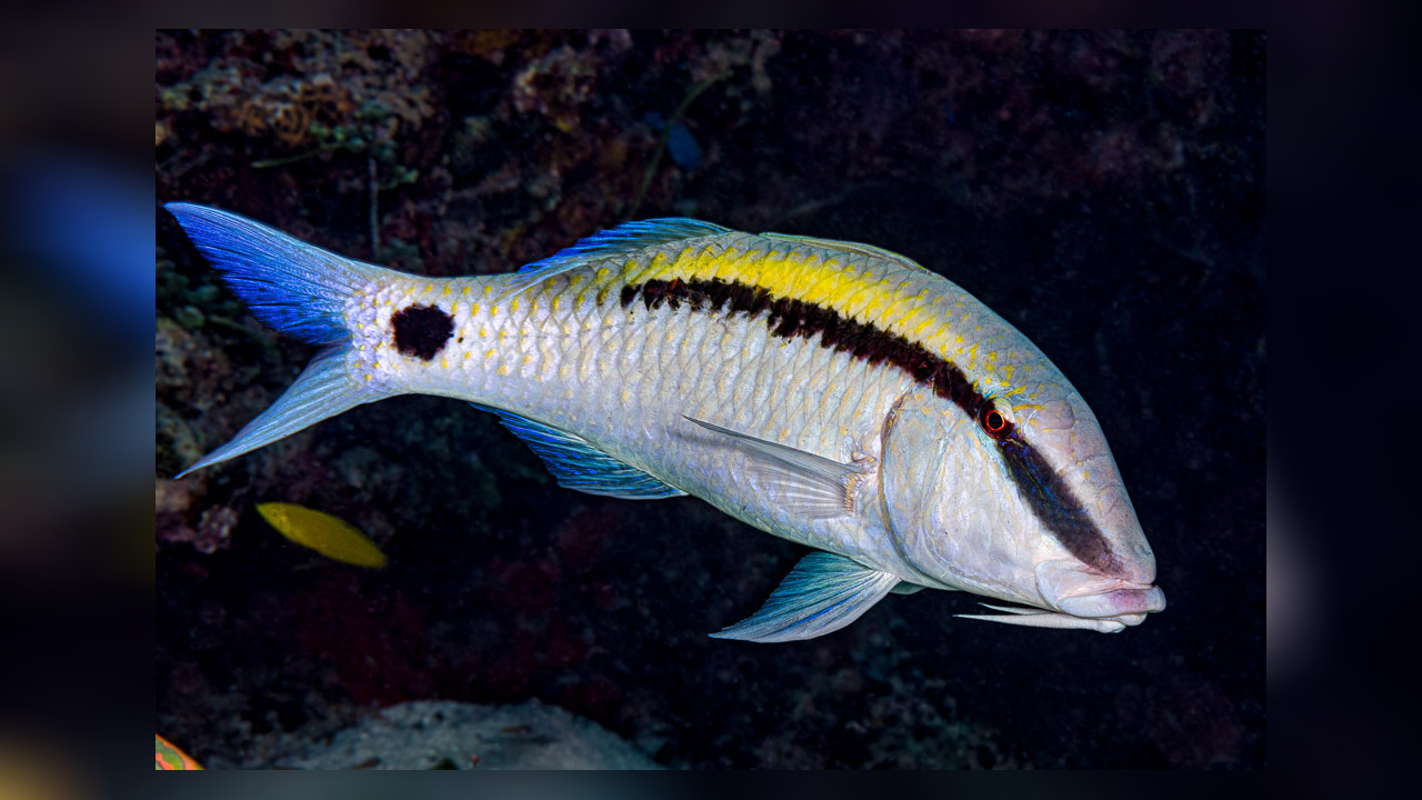 Parupeneus barberinus Dash-and-dot Goatfish, Dash-dot Goatfish, Dot And ...