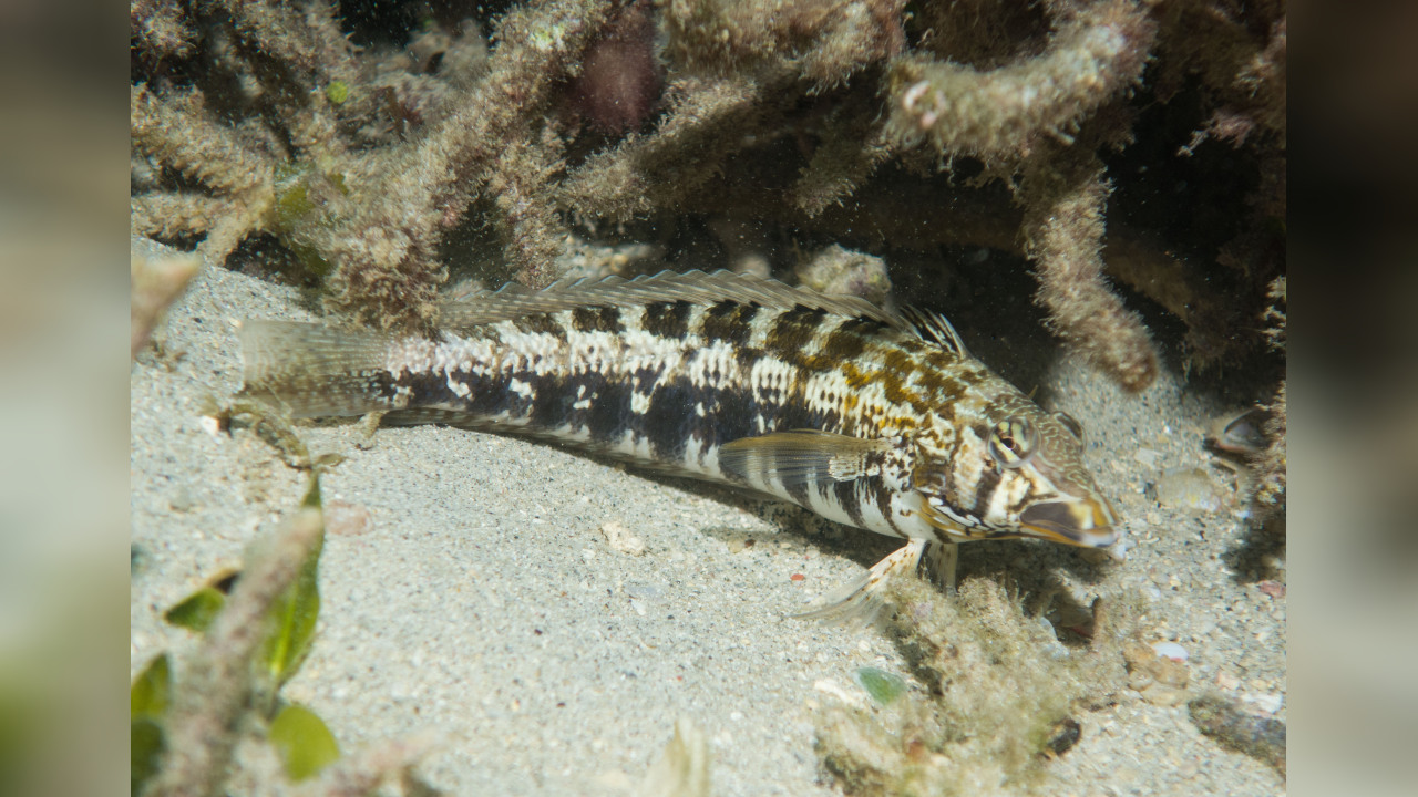 Parapercis australis Sandbarsch
